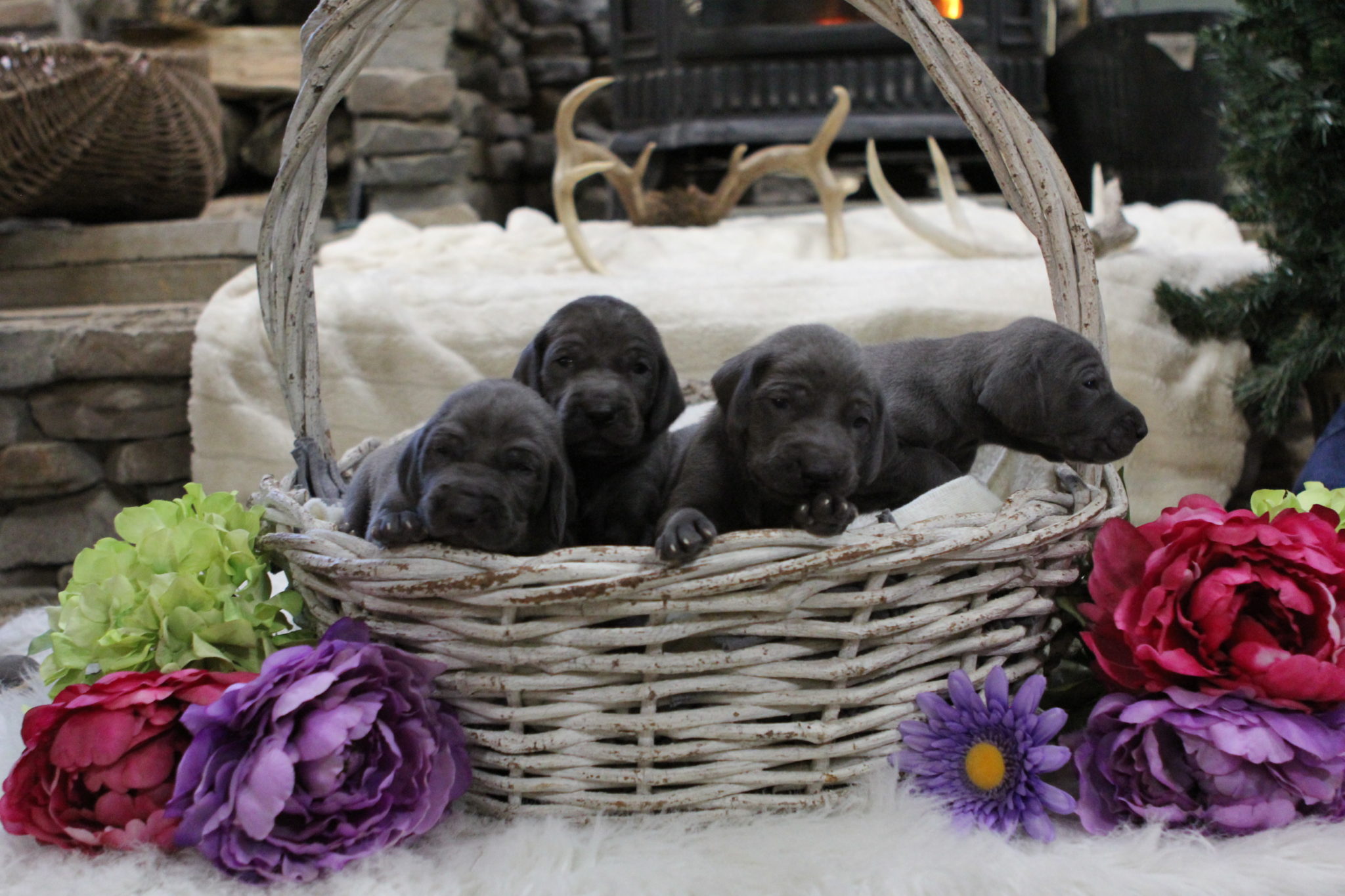 Blue Weimaraner puppies Ohio – White River Kennels