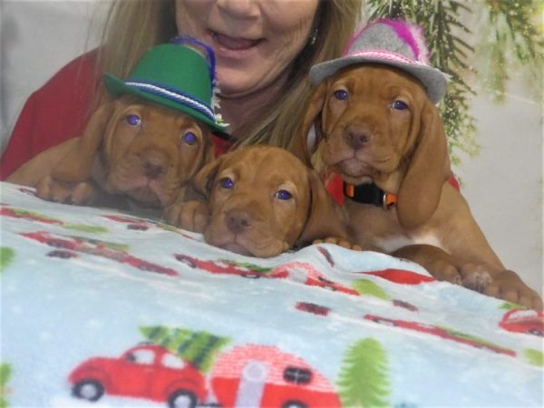 Blue Weimaraner puppies Ohio – White River Kennels